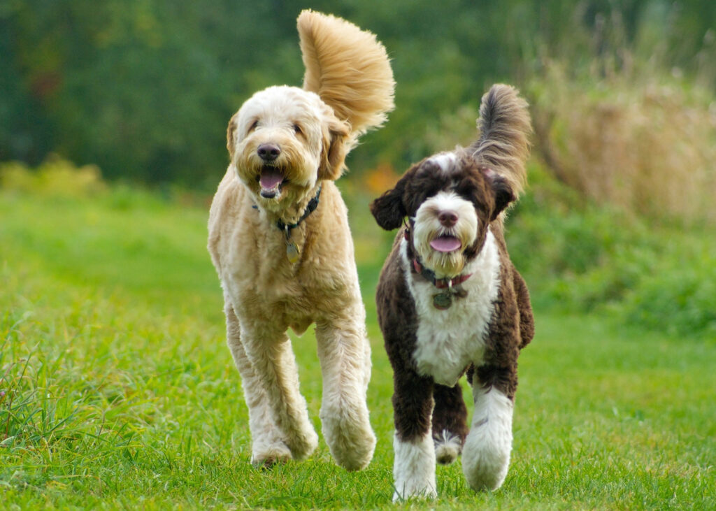 The Goldendoodle | Country Lane Doodles