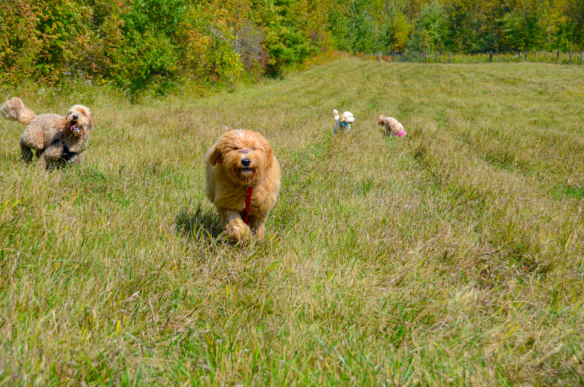Home | Country Lane Doodles