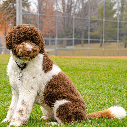Home | Country Lane Doodles