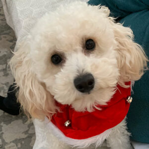 Home | Country Lane Doodles